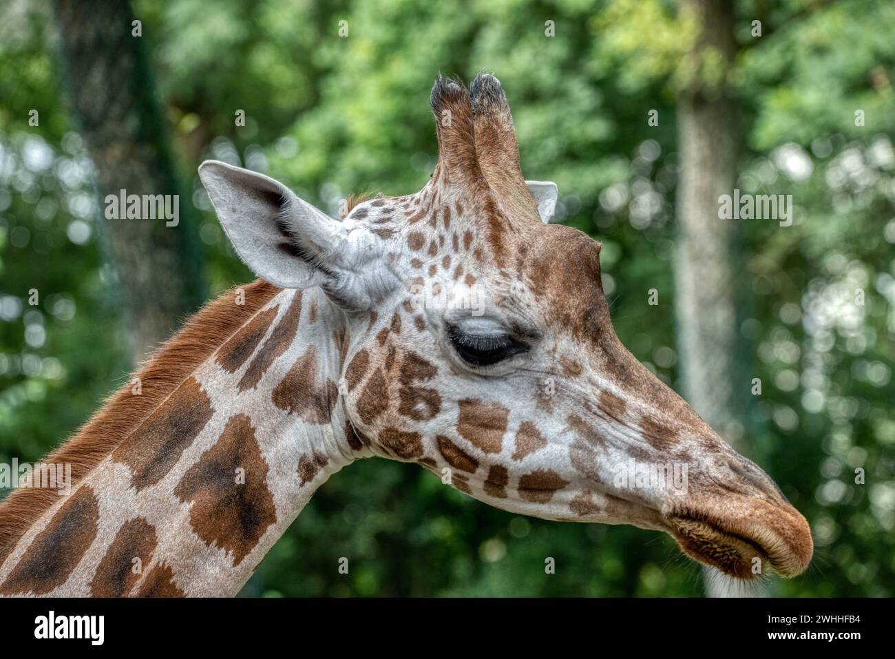Giraffe nose hi-res stock photography and images - Alamy