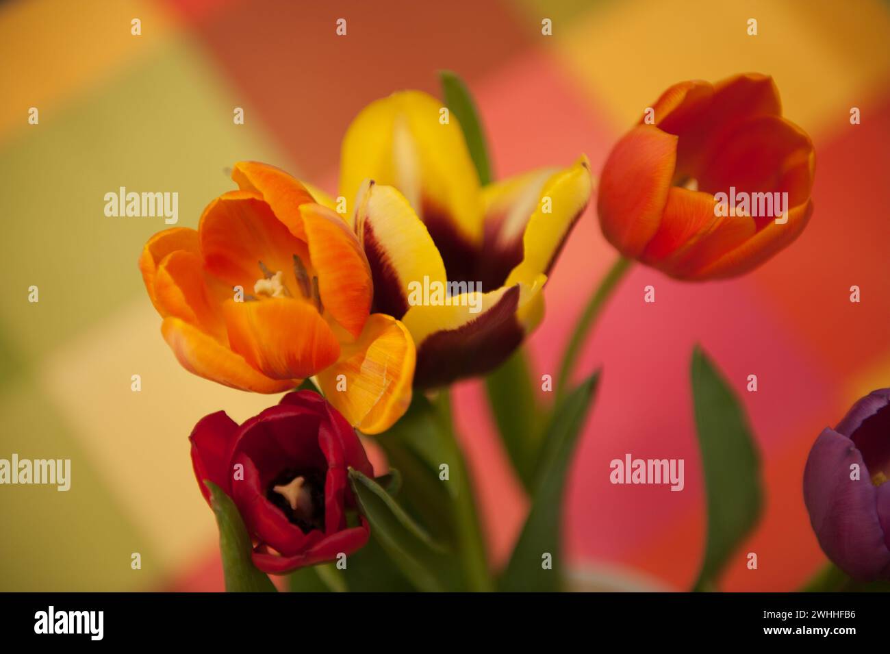 Still Life - Tulips Stock Photo - Alamy