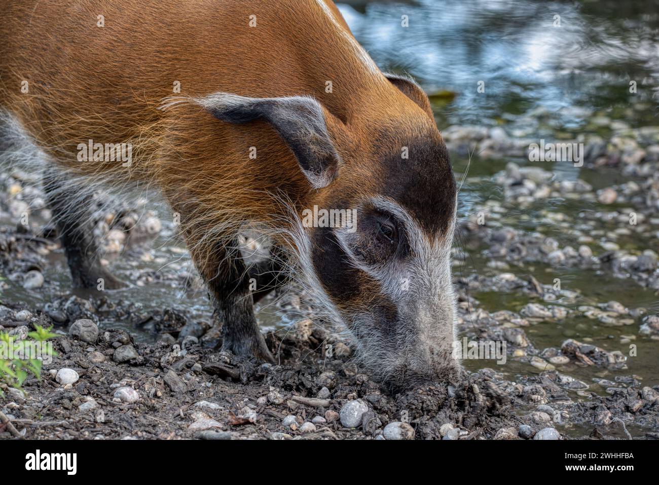 Red River Hog. a mostly nocturnal animal seen in rainforests, this hog ...