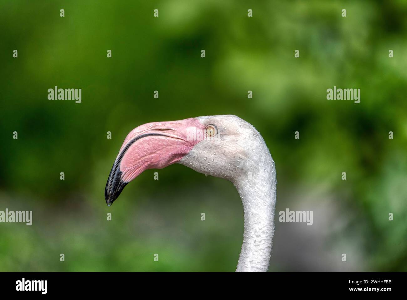 Pink famingo with yellow eyes in water Stock Photo - Alamy