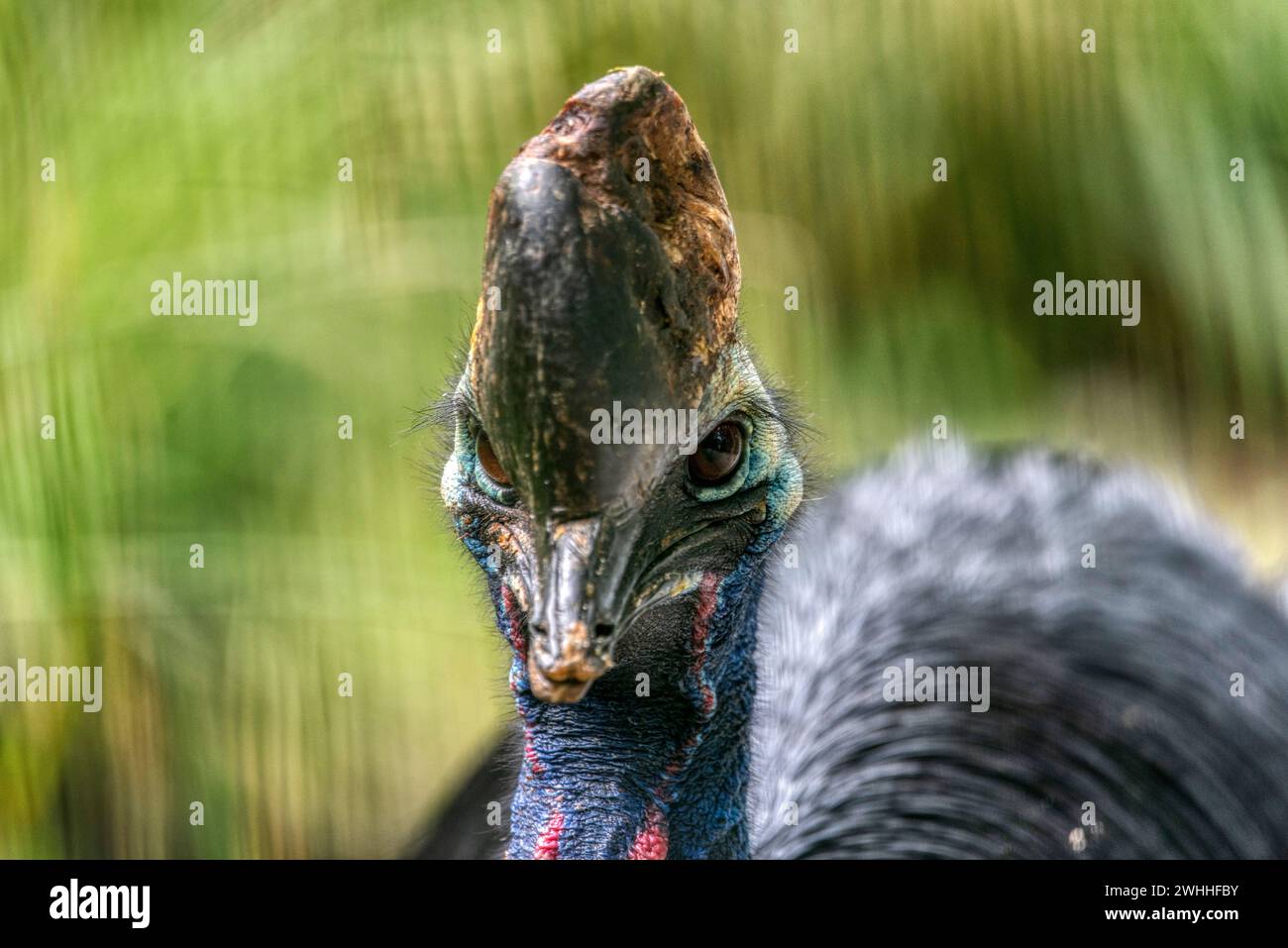 Southern Cassowary portrait Casuarius casuarius, also known as double-wattled cassowary Stock ...