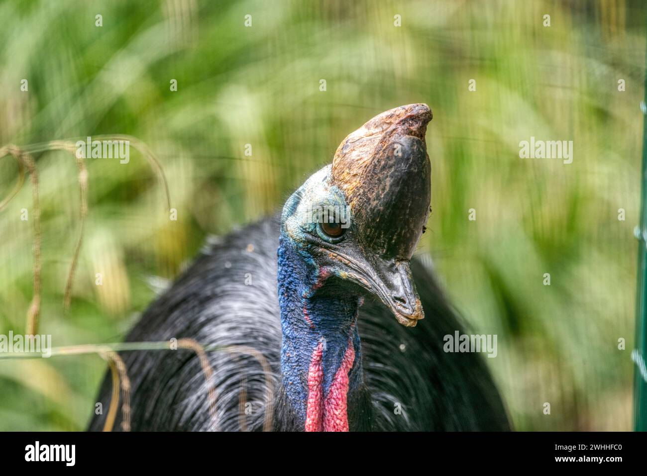 Southern Cassowary portrait Casuarius casuarius, also known as double-wattled cassowary Stock ...
