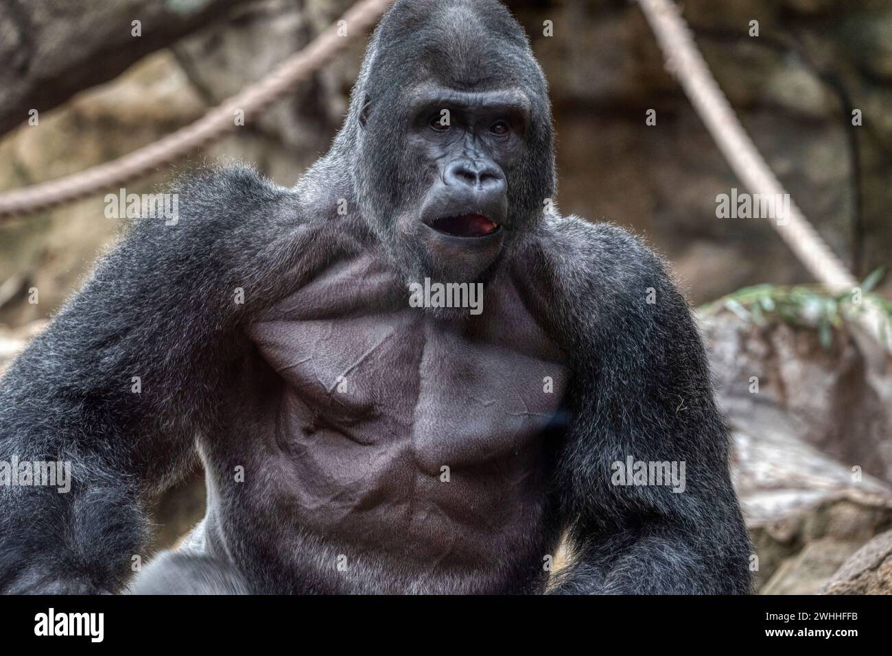 Epic Silverback Gorilla How Strong Is A Silverback Gorilla | Gorilla