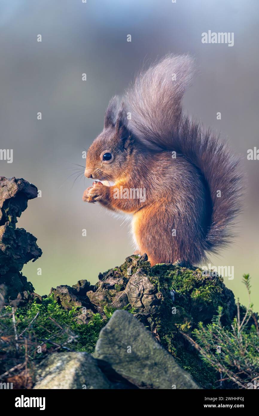 Red squirrel native species hi-res stock photography and images - Alamy