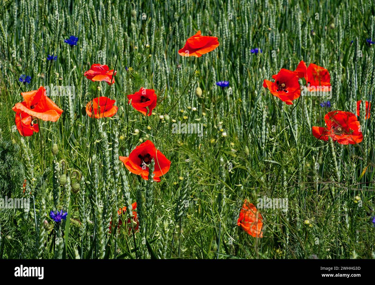 Blooms interspersed hi-res stock photography and images - Alamy