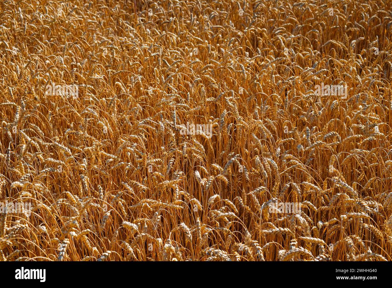 Golden in color hi-res stock photography and images - Alamy
