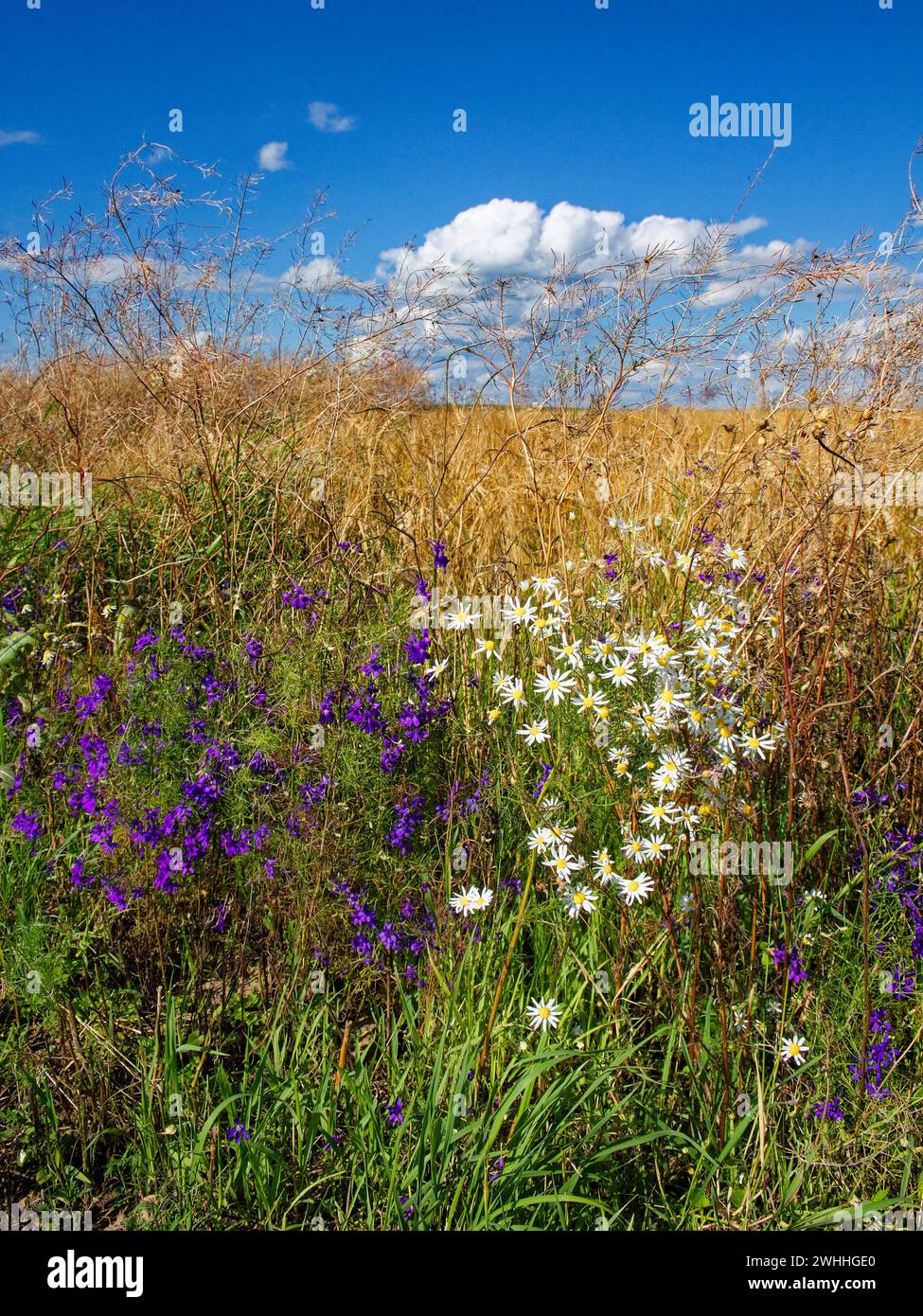 Wildflowers bloom amidst tall grasses under a clear sky with scattered ...
