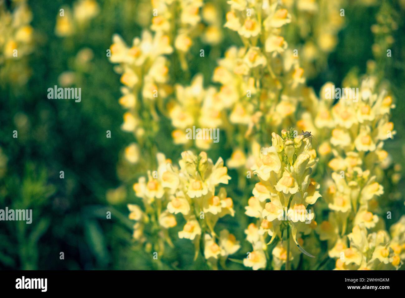 Showcasing delicate yellow green flowers hi-res stock photography and ...