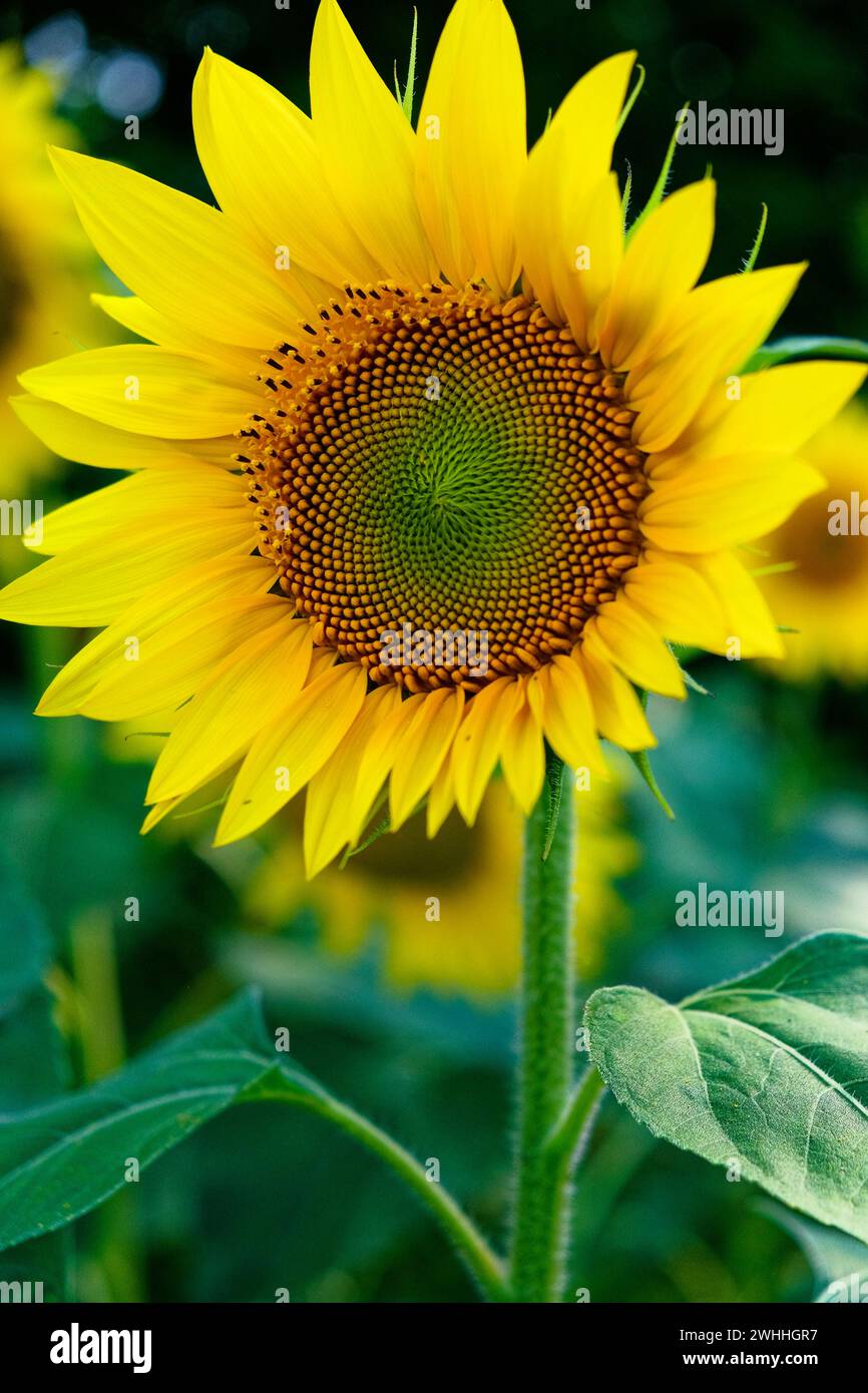The image shows a vibrant sunflower with lush greenery in the backdrop ...