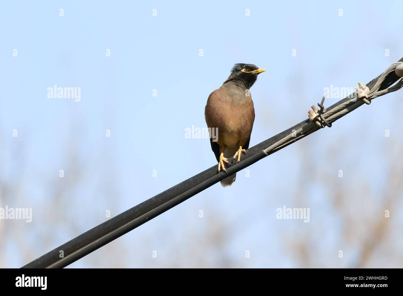 Beautiful common myna flying hi-res stock photography and images - Alamy