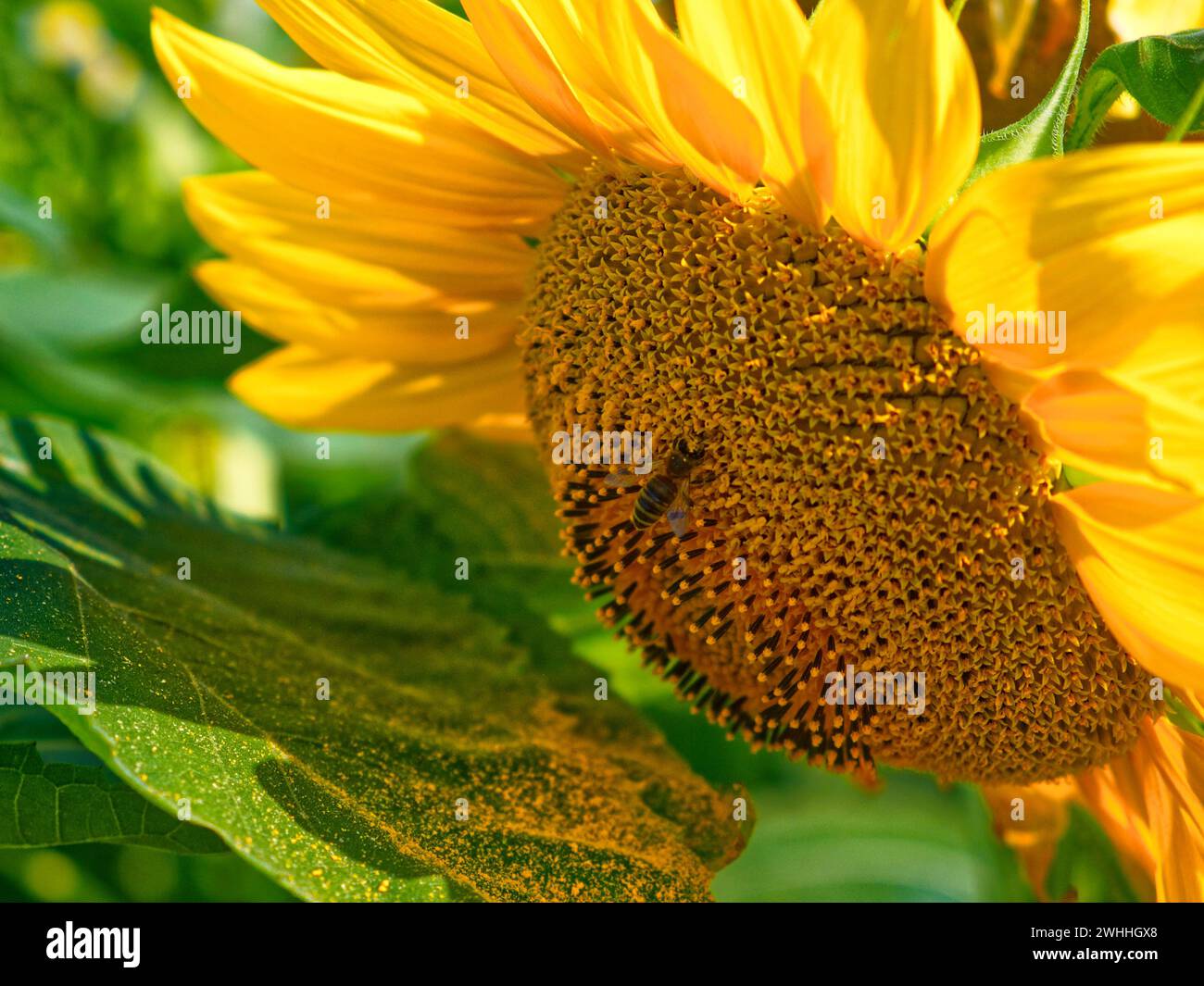 Collecting flower seeds hi-res stock photography and images - Alamy