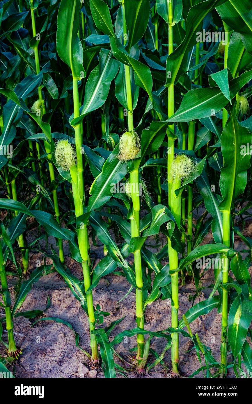 Corn tassels hi-res stock photography and images - Alamy