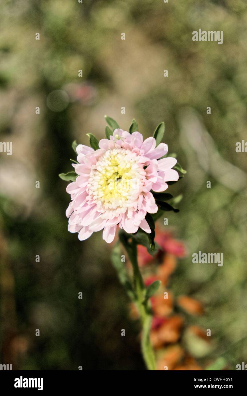 Yellow core hi-res stock photography and images - Alamy