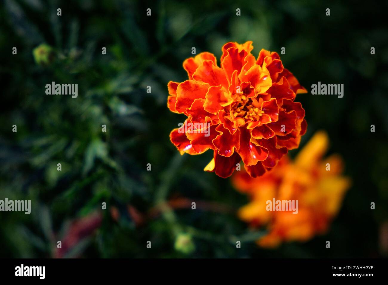 Marigold leaves hi-res stock photography and images - Alamy