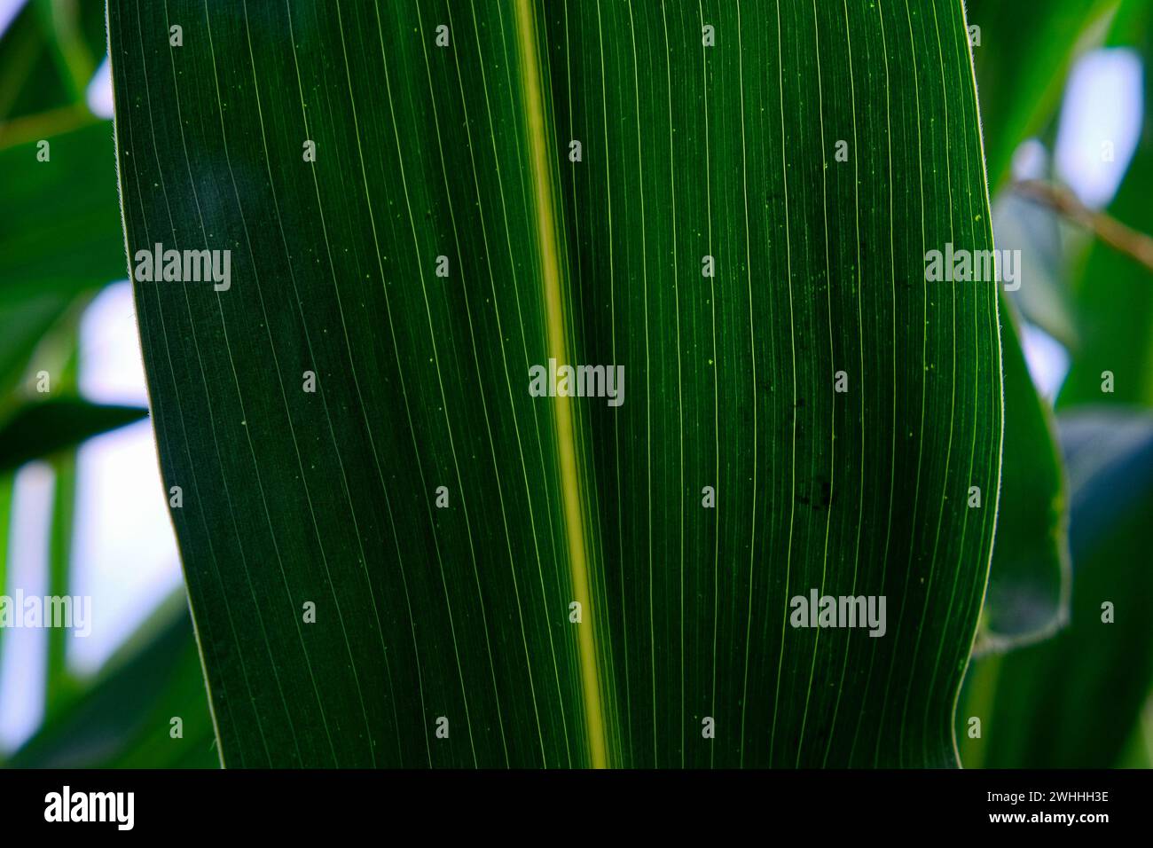 The image displays the detailed texture of a green leaf, highlighting ...