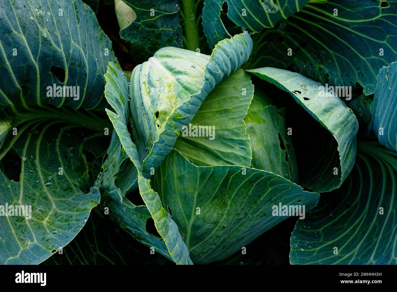 The image shows a cabbage, focusing on its intricate leaf patterns ...