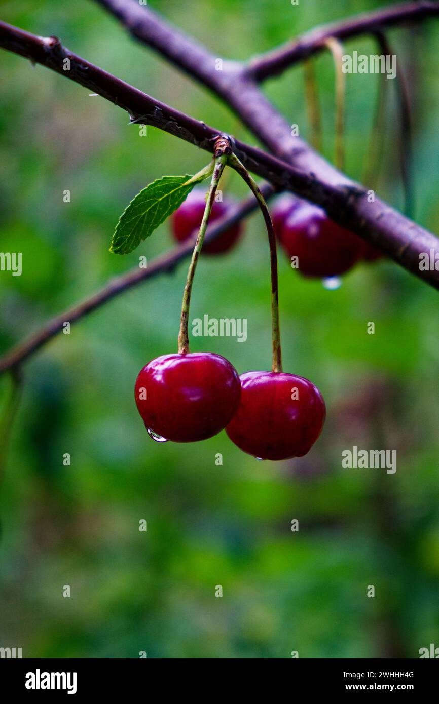 Wet cherries on a tree, their red hue vibrant against the green ...