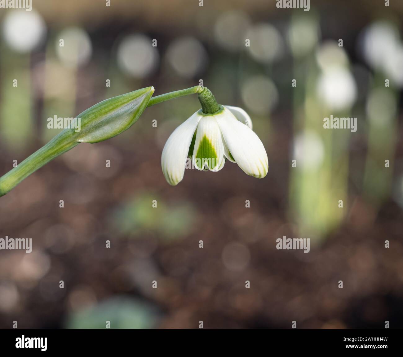 Jacquenetta hi-res stock photography and images - Alamy
