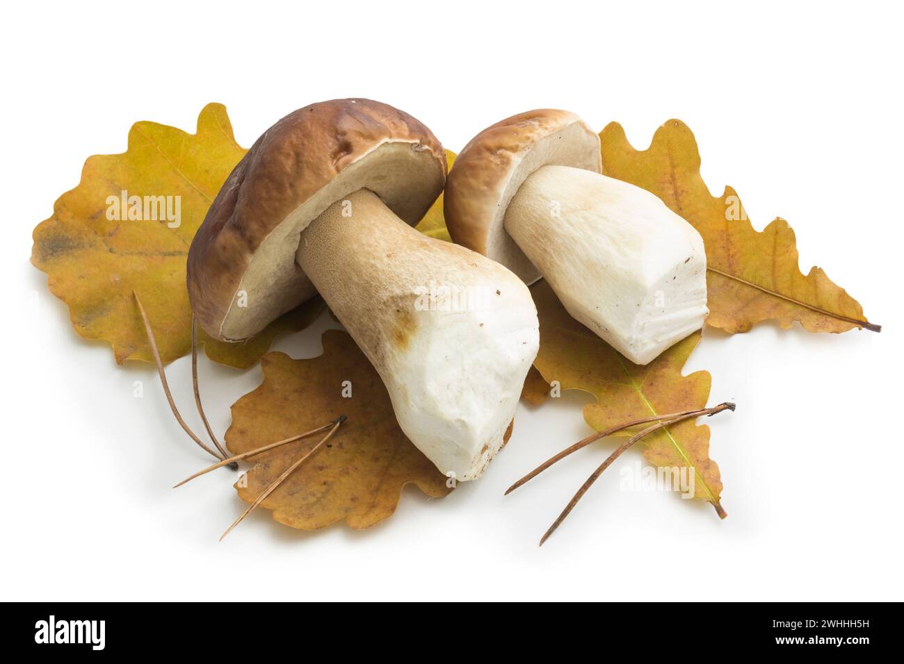 Autumn season background mushrooms Cut Out Stock Images & Pictures - Alamy