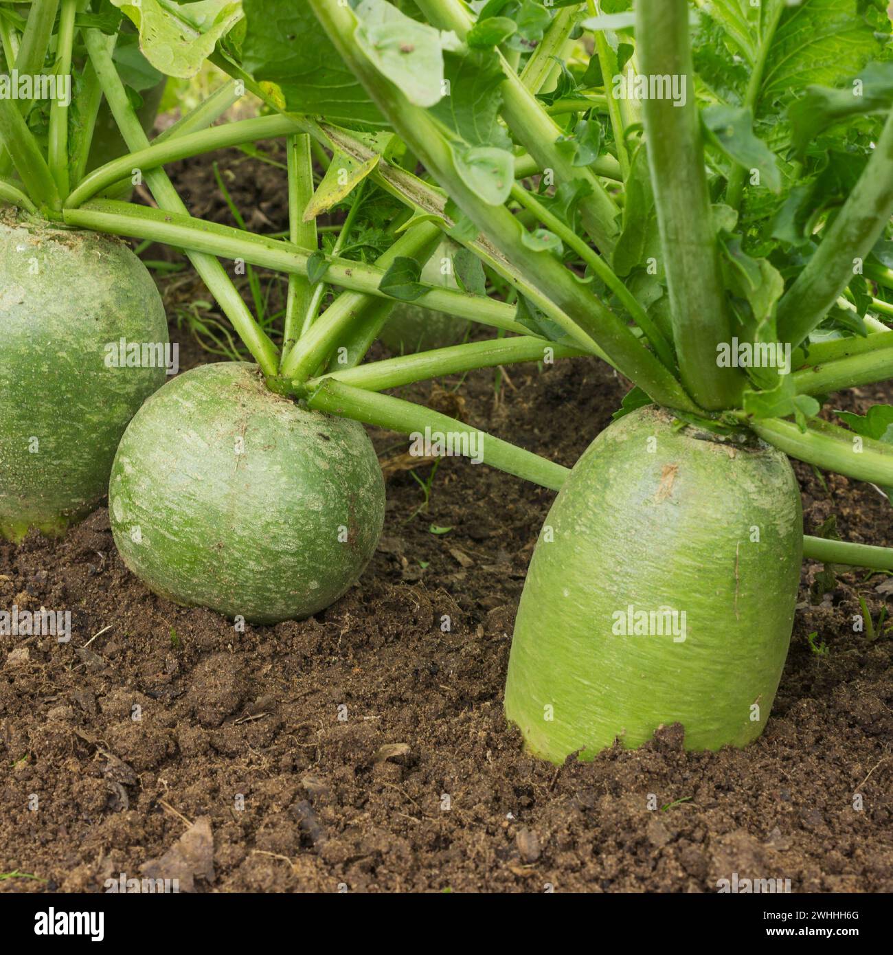 Late sowing of radish gives a good harvest in autumn Stock Photo - Alamy