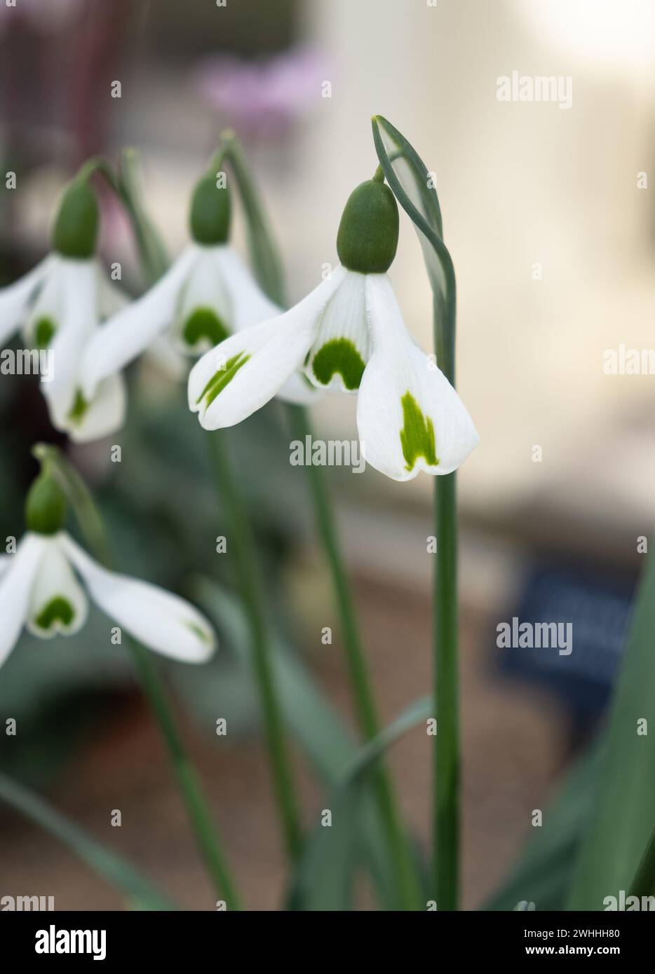 Snowdrop, Galanthus 'Trumps' Stock Photo - Alamy