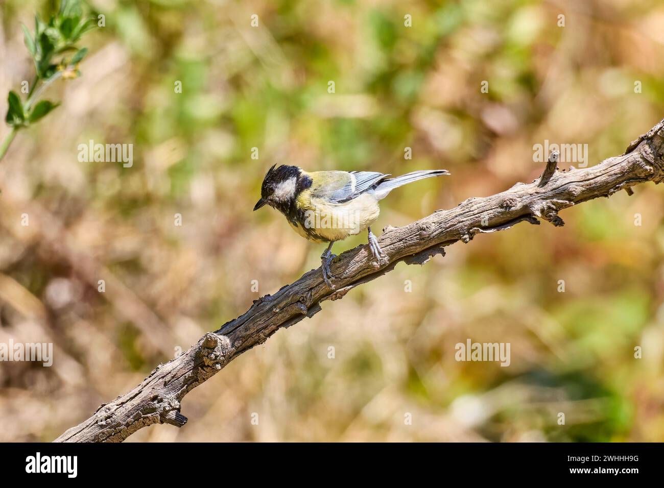 Great Tit, Parus major beautiful bird Stock Photo - Alamy