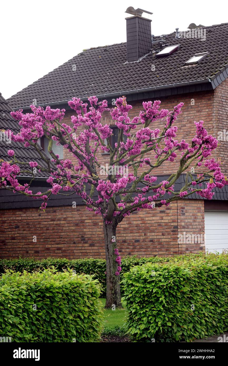 Judas tree (Cercis siliquastrum) - flowering tree Stock Photo - Alamy