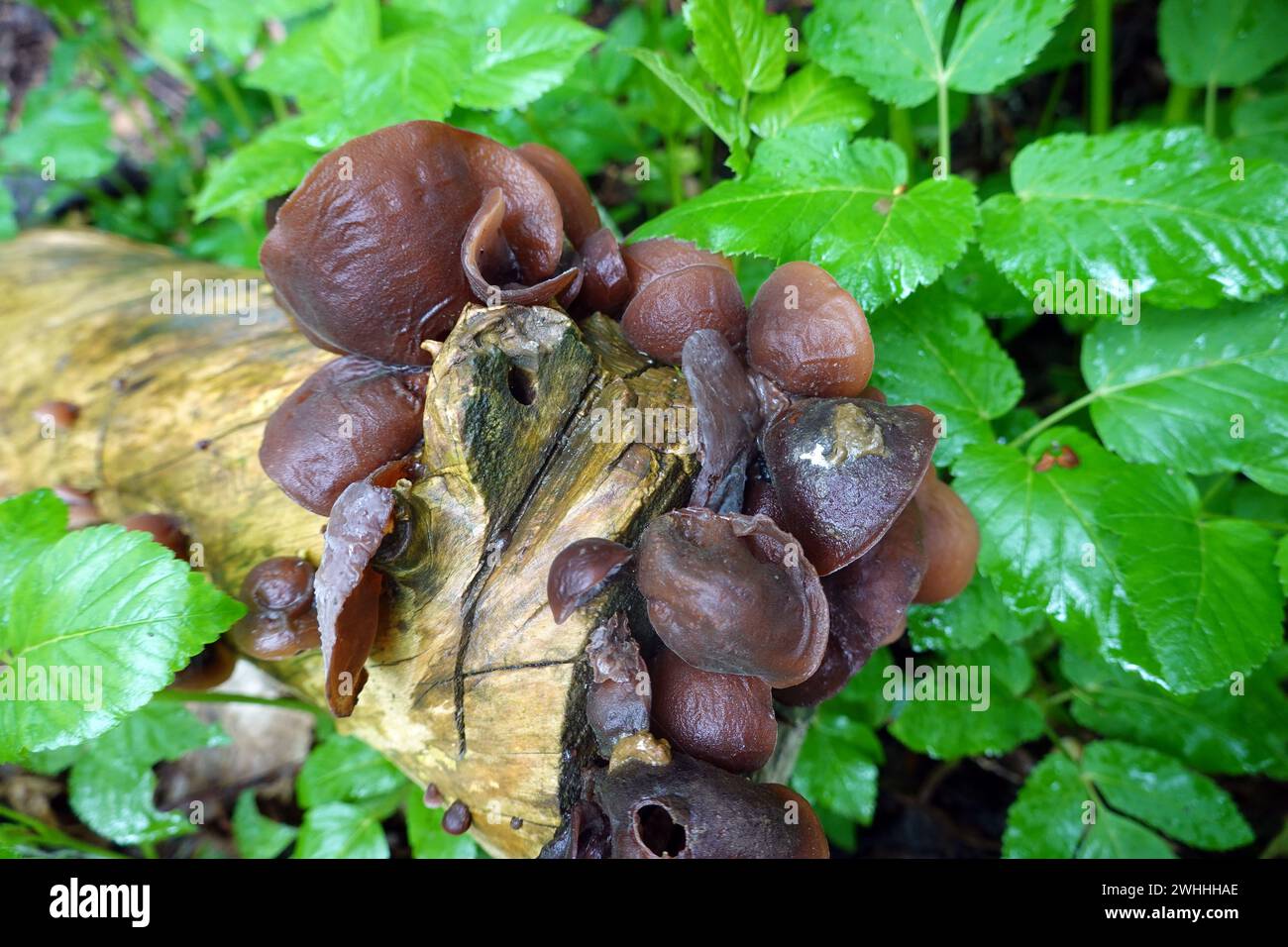 Judas ear or elder mushroom (Auricularia auricula-judae) on an elder ...