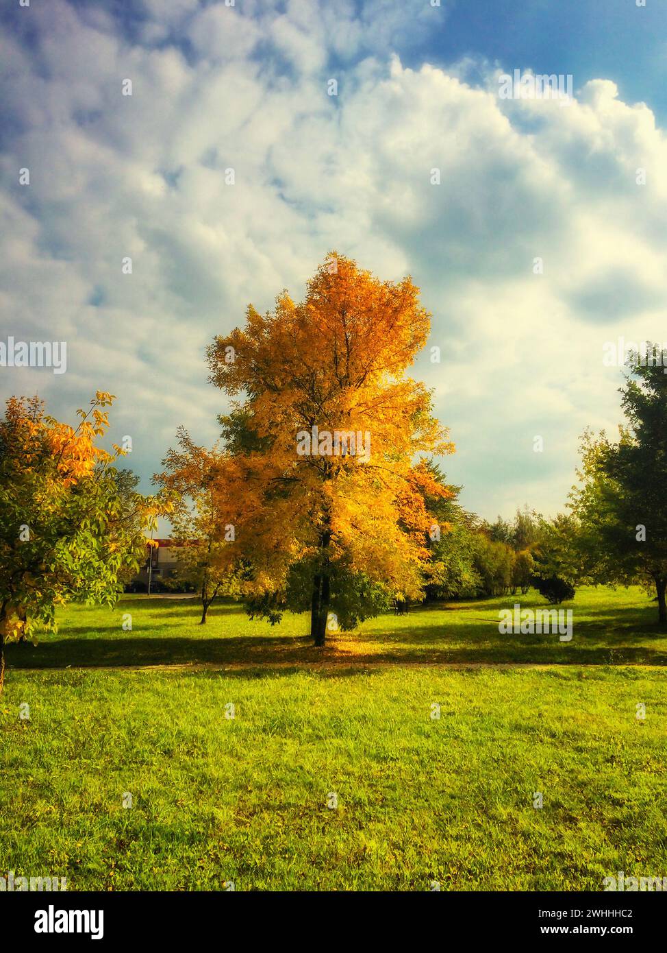 Tree filled landscape hi-res stock photography and images - Alamy