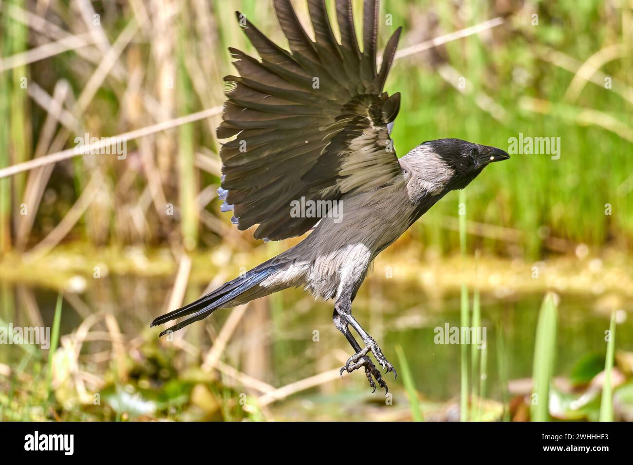 Image of black crow flying on white background Stock Photo - Alamy