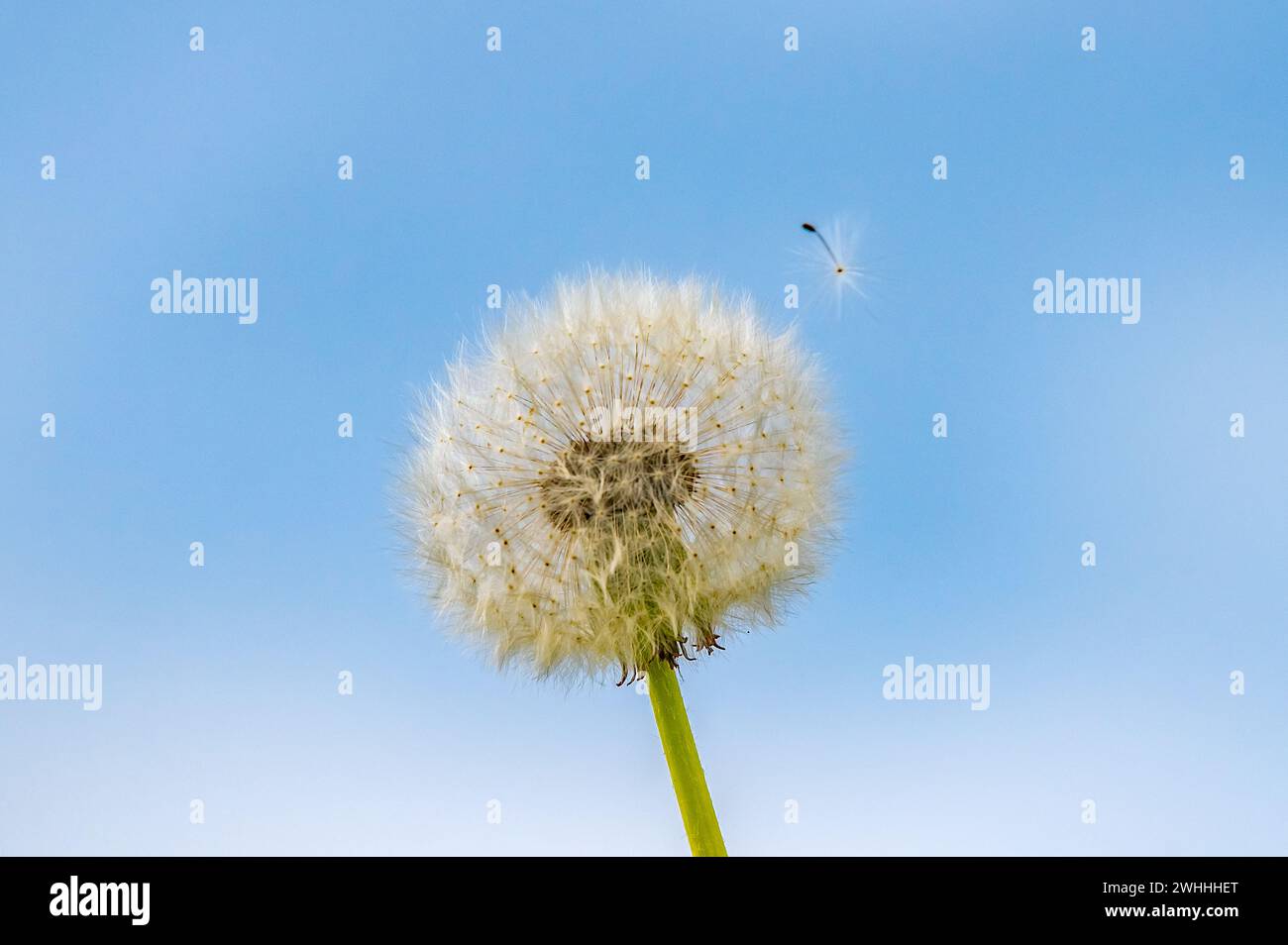 Flying seeds hi-res stock photography and images - Alamy