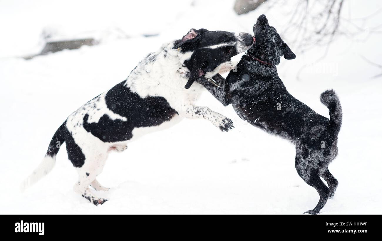 A spirited play session between two dogs, one with black and white ...