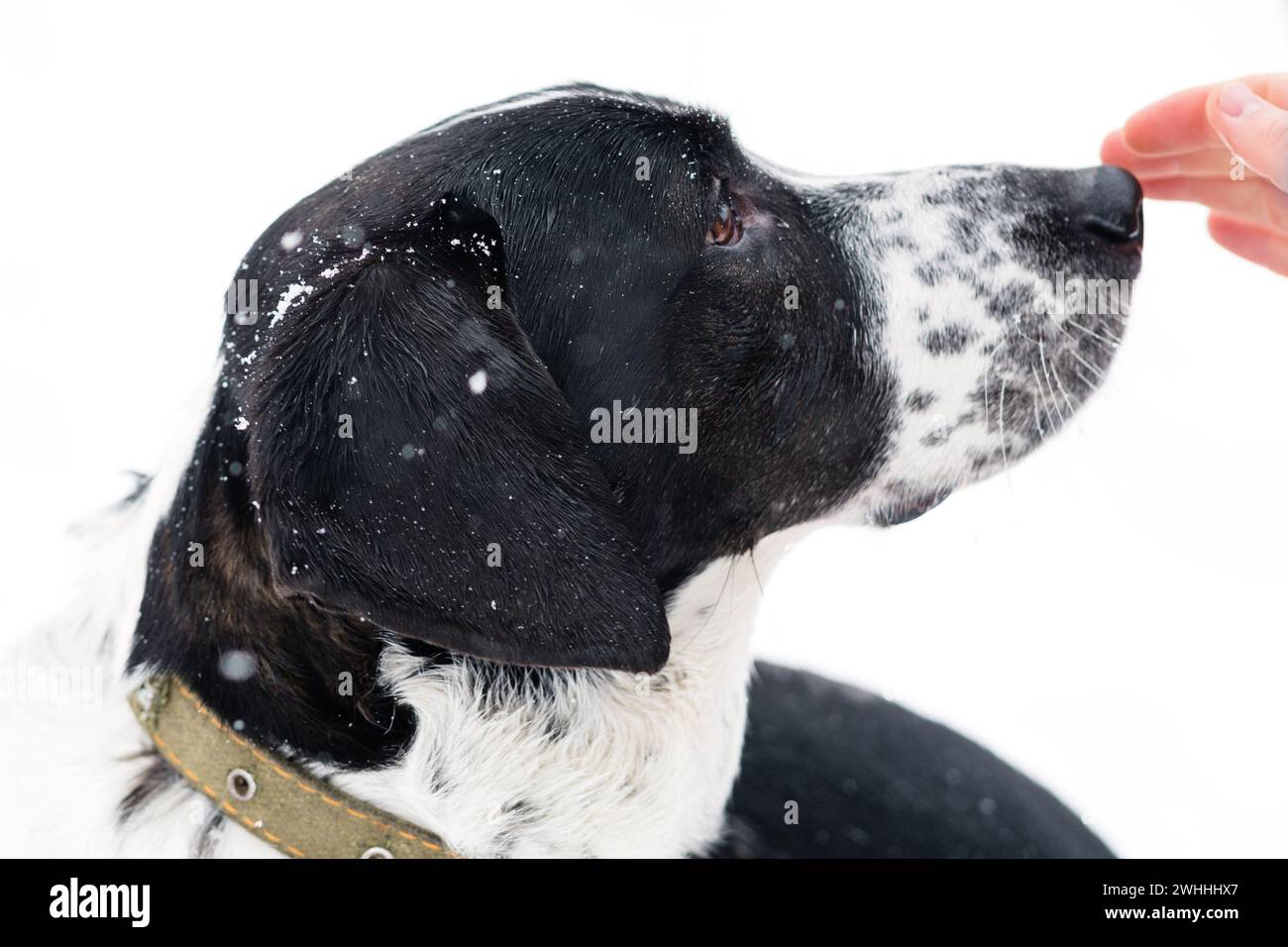 Close-up of a human hand gently touching a snowflake-dotted dog ...