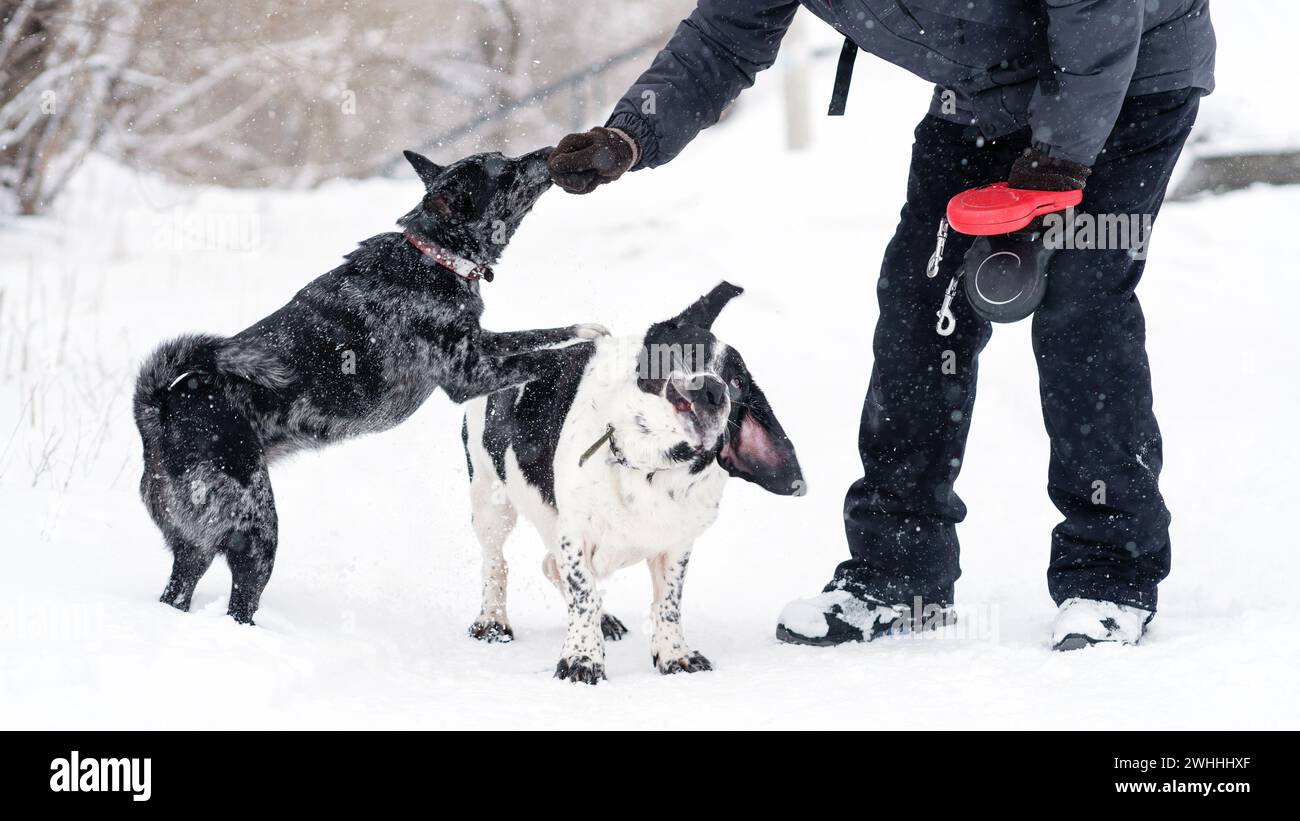 In the midst of a snowy landscape, a person engages in play and ...