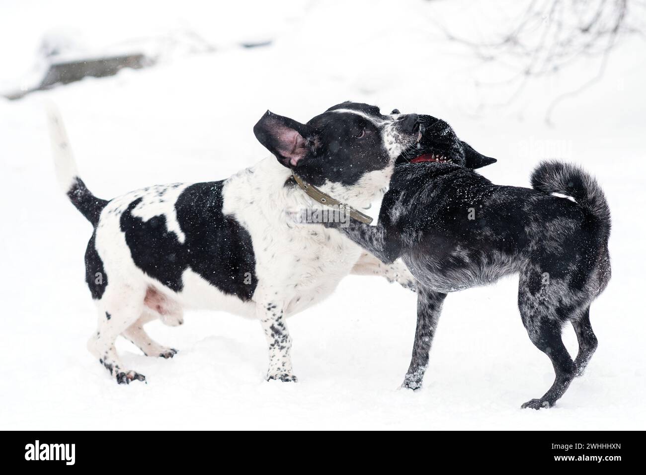 Two dogs, one black and the other white with black spots, playfully ...