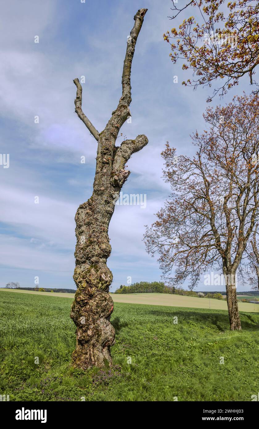 The old tree at the boundary ridge Stock Photo - Alamy