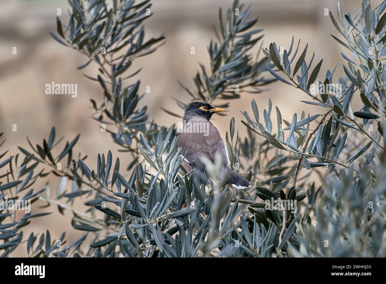 Beautiful common myna flying hi-res stock photography and images - Alamy