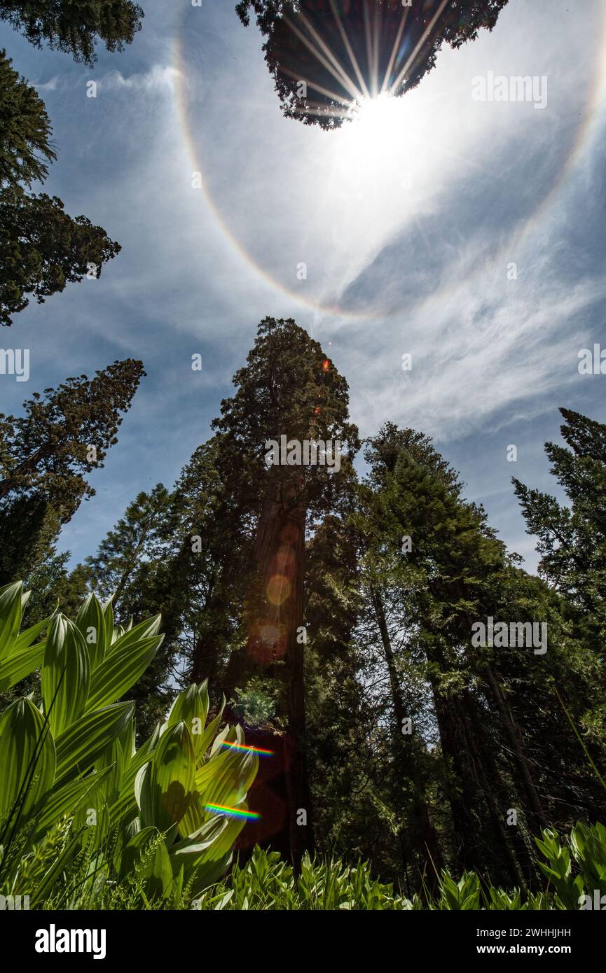 Halo with trees hi-res stock photography and images - Alamy