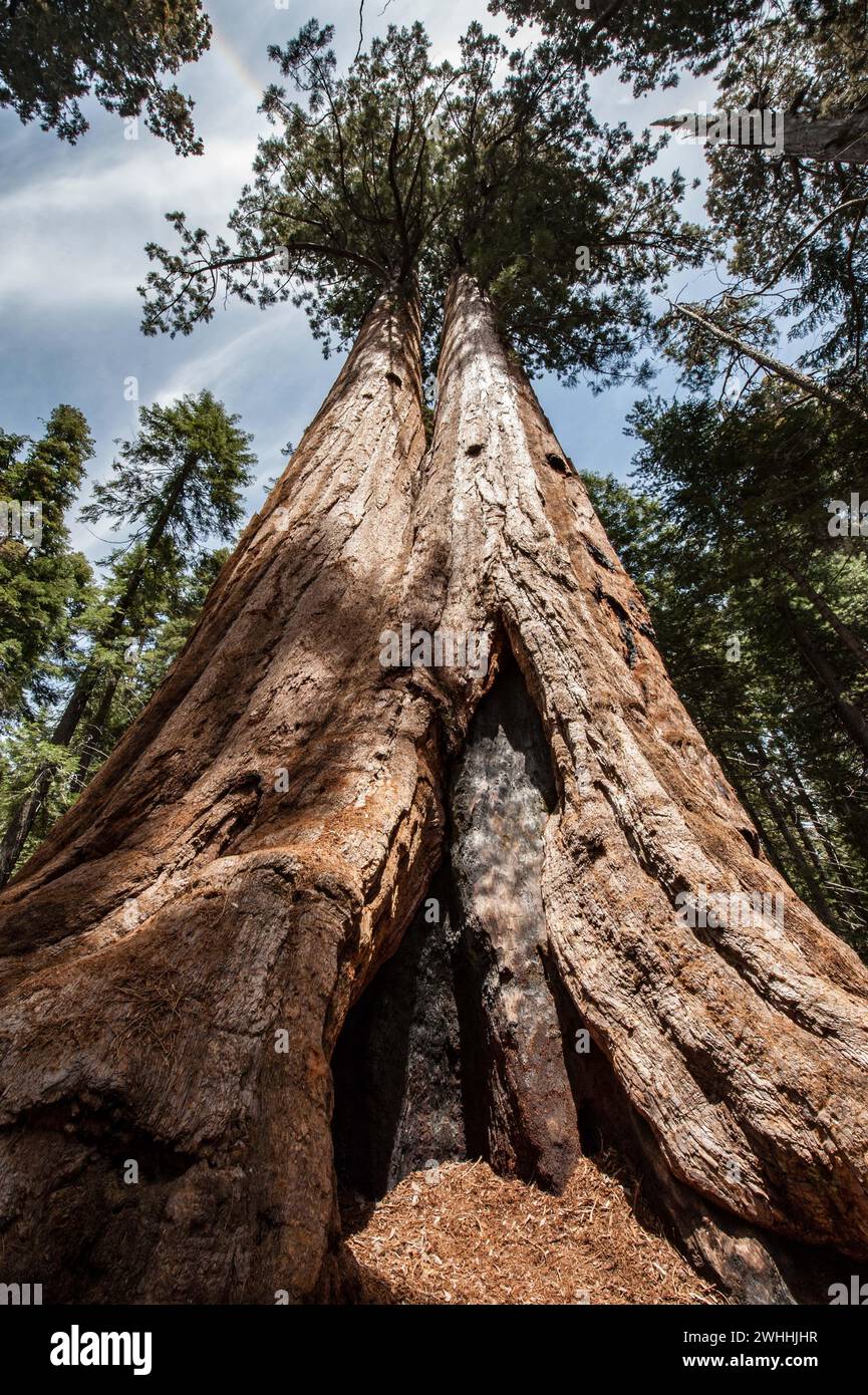 Trail of 100 giants hi-res stock photography and images - Alamy