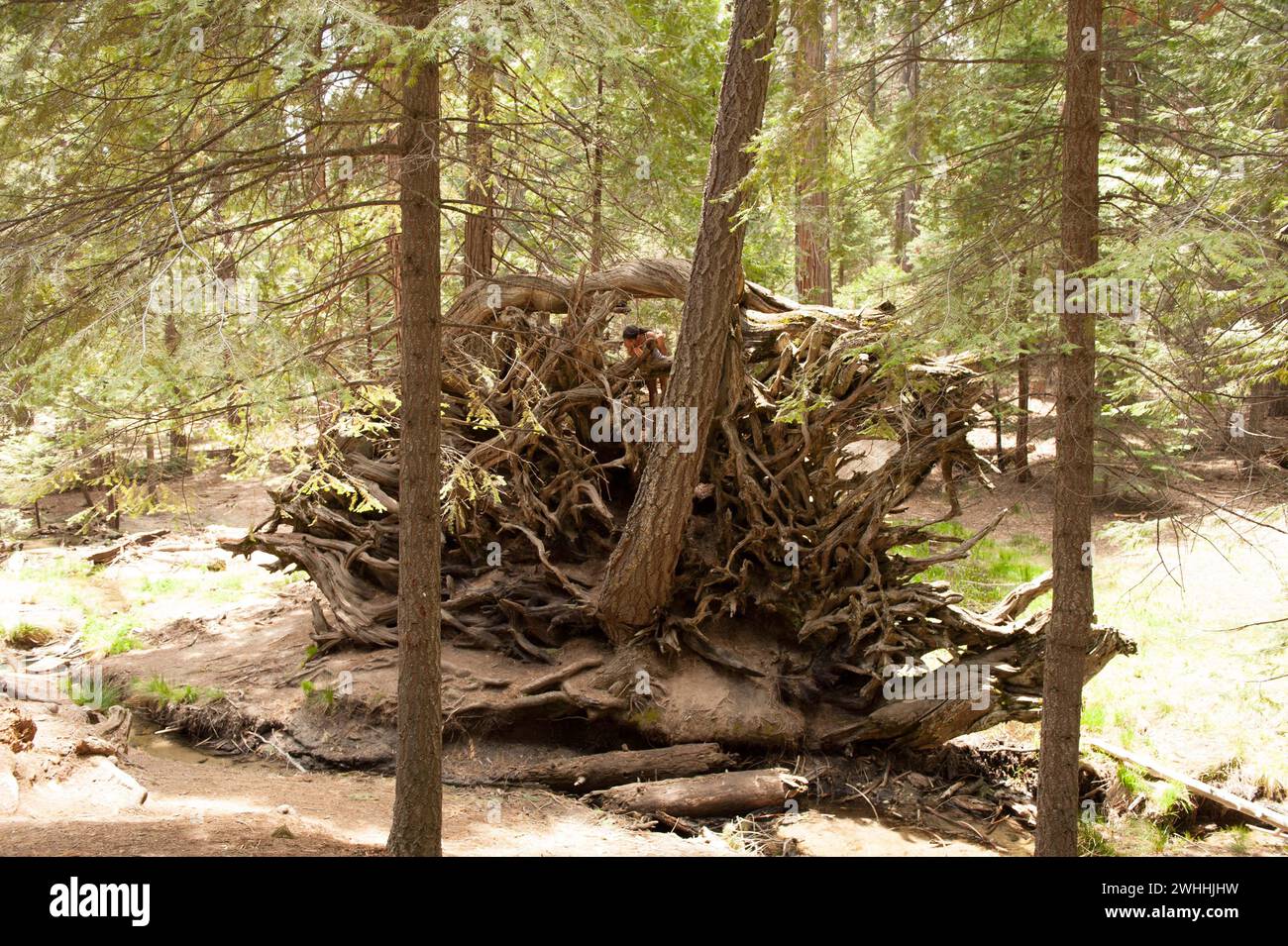 100 giants trail hi-res stock photography and images - Alamy