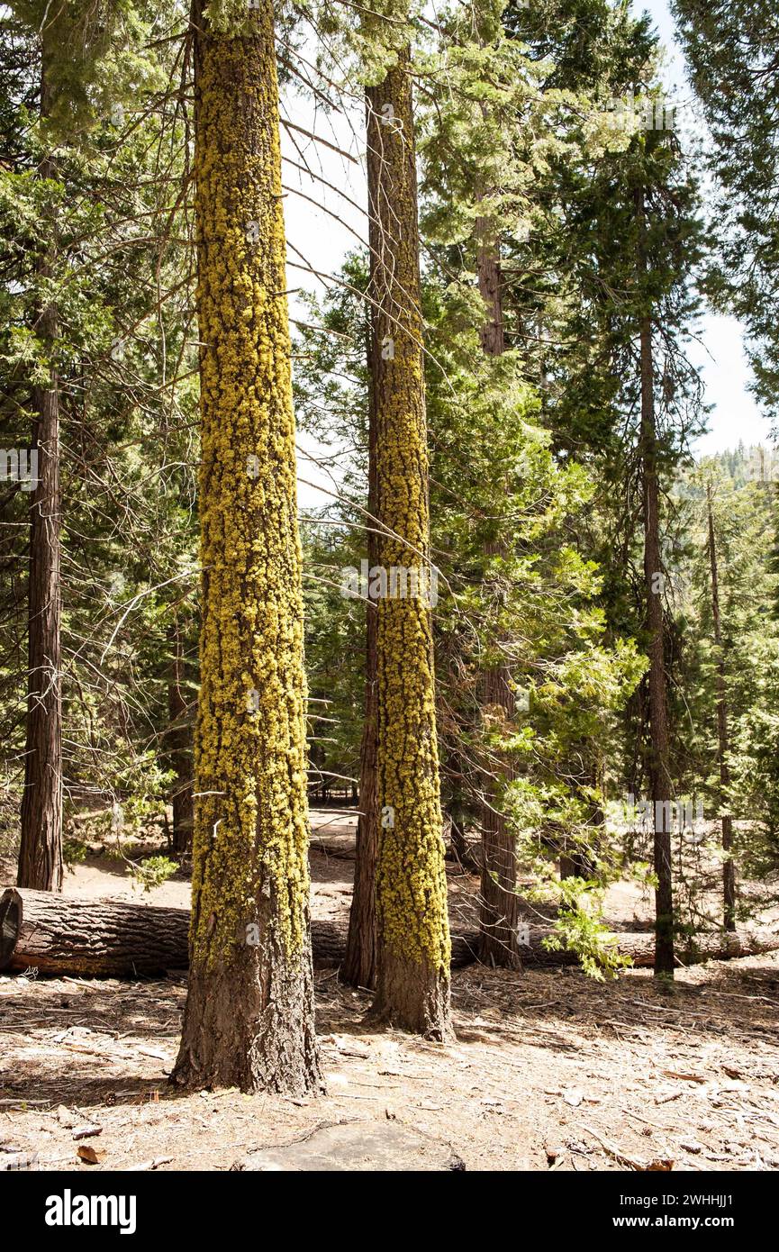 Giant sequoia trees sun hi-res stock photography and images - Alamy