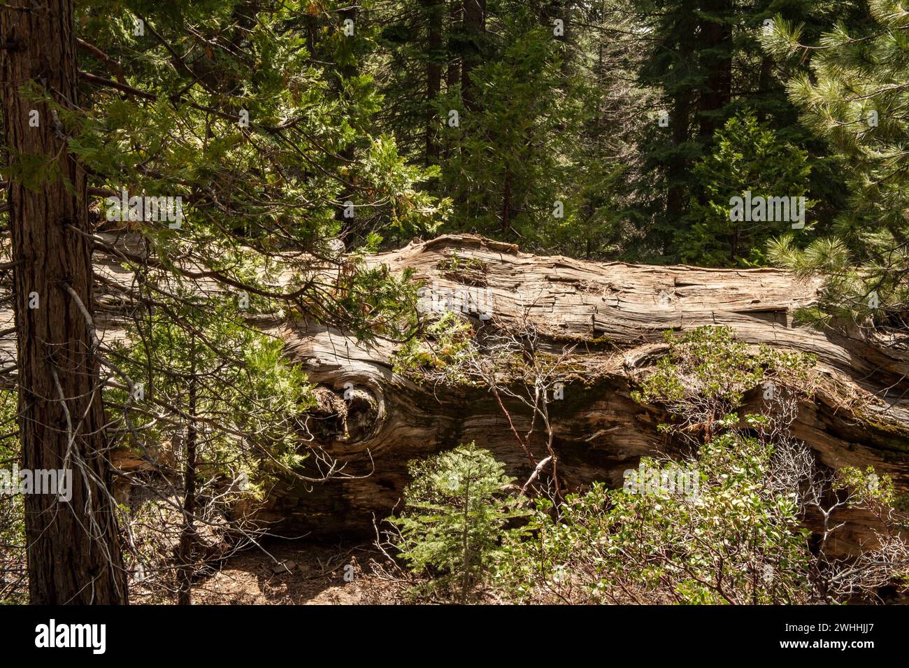 100 giants trail hi-res stock photography and images - Alamy