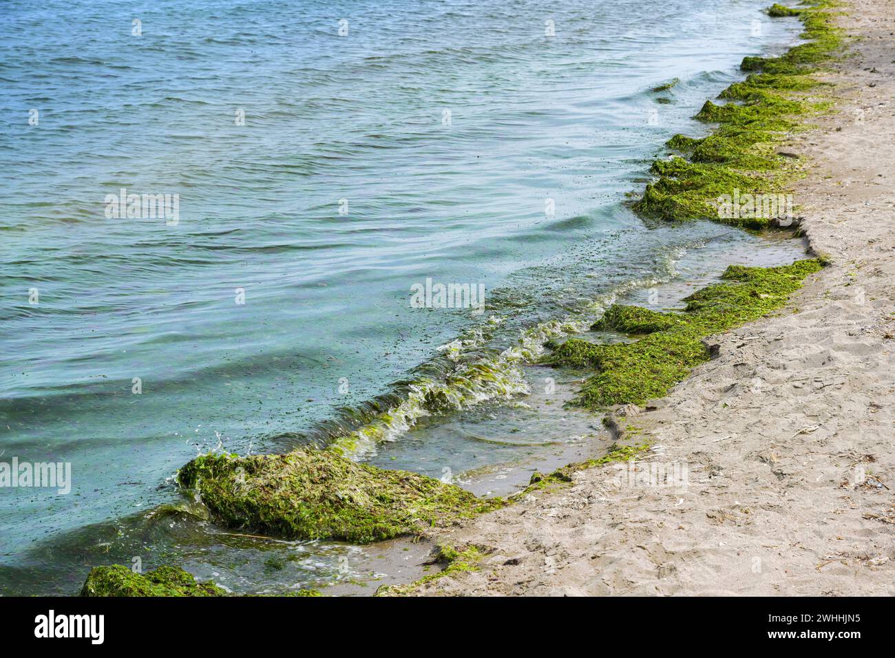 Calm ocean waves washing green algae onto the beach at a tourist resort ...