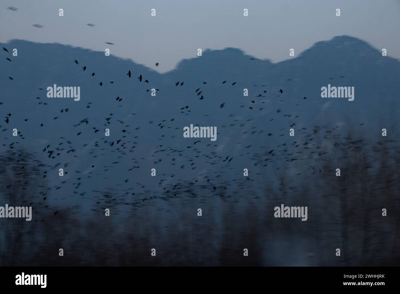 Crows in flight hi-res stock photography and images - Alamy