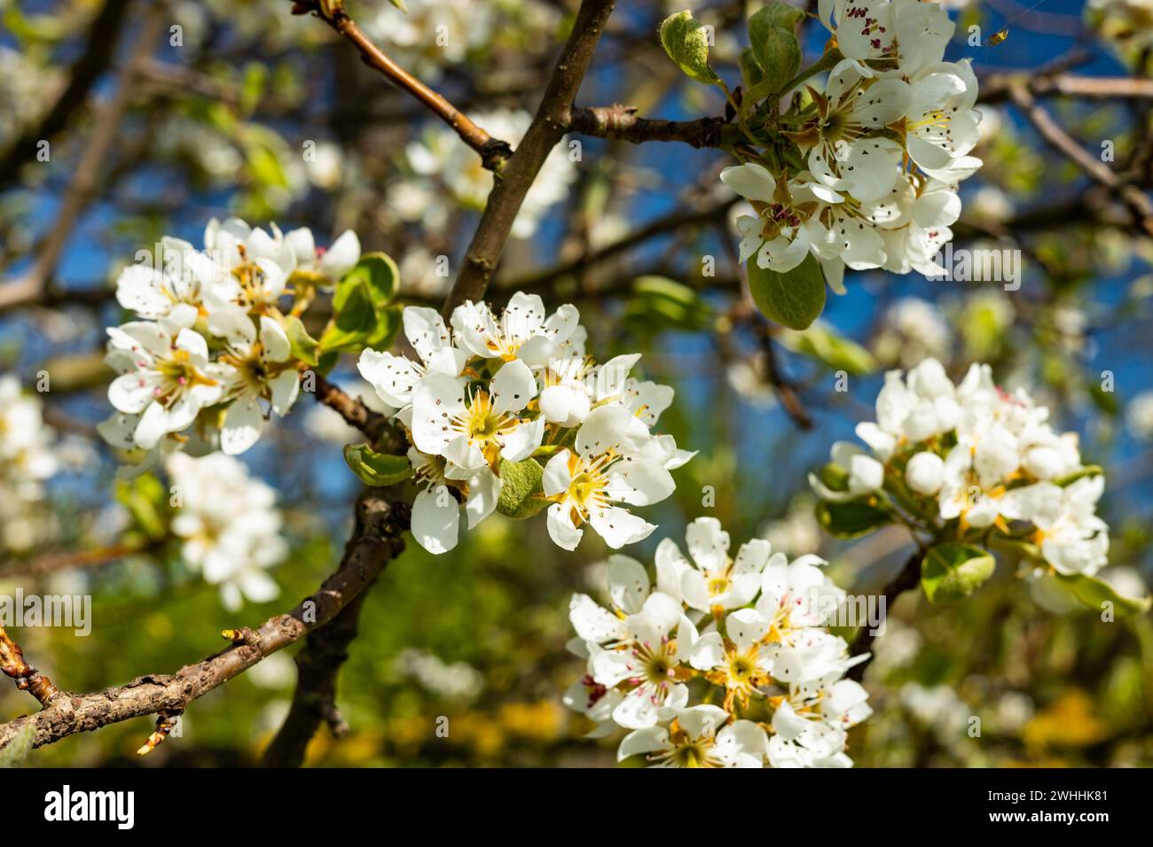 Wild apple tree hi-res stock photography and images - Alamy