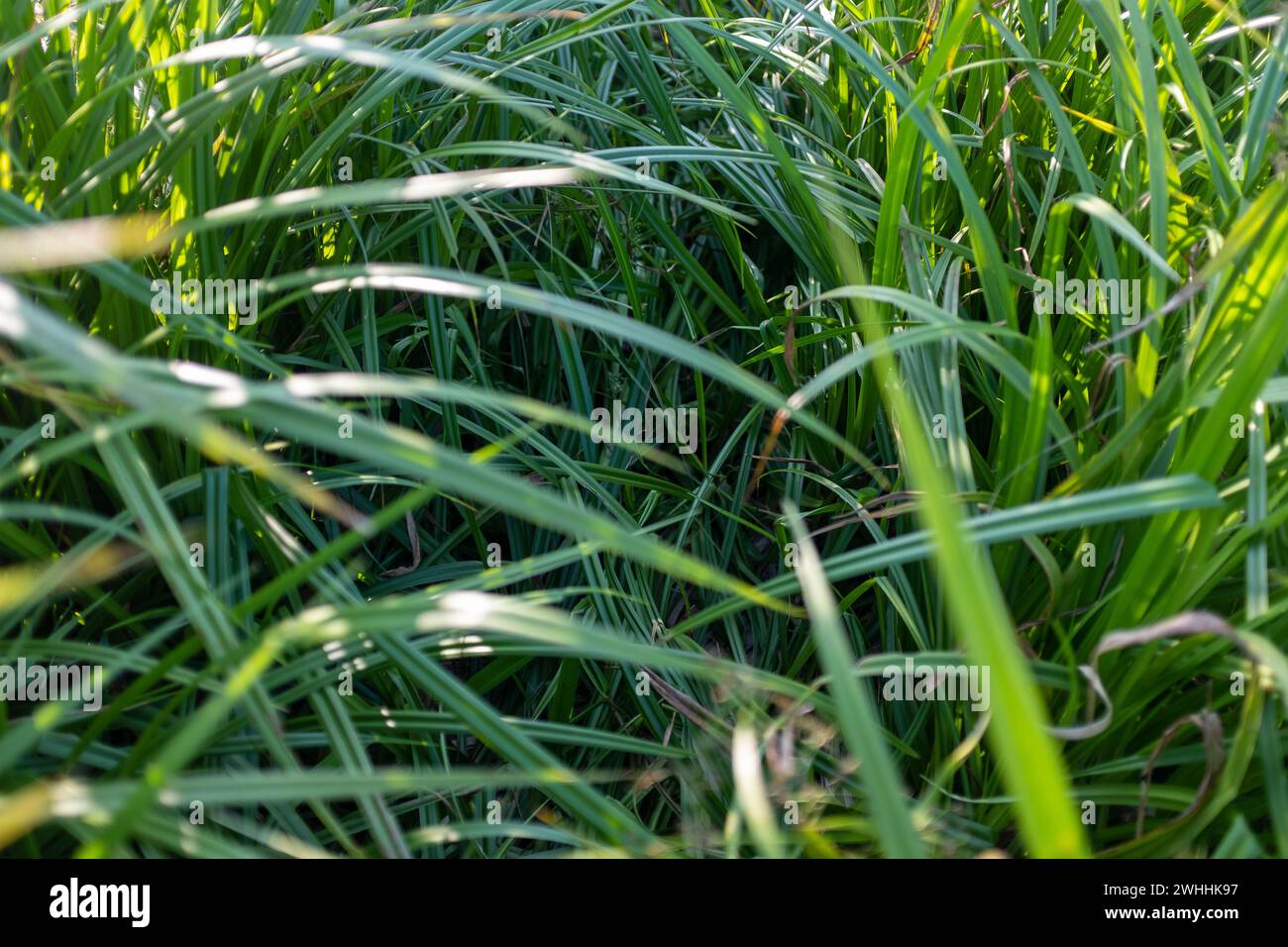 background with sedge grass Stock Photo - Alamy
