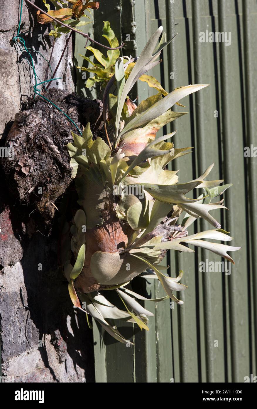 A close photo of Platycerium bifurcatum plant in La Reunion Stock Photo ...