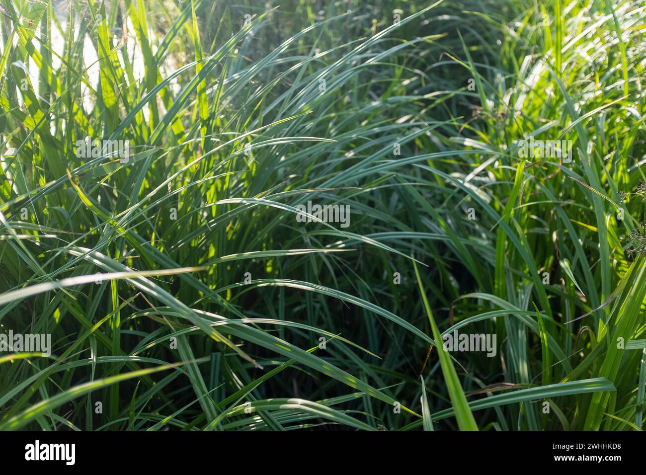 background with sedge grass Stock Photo - Alamy