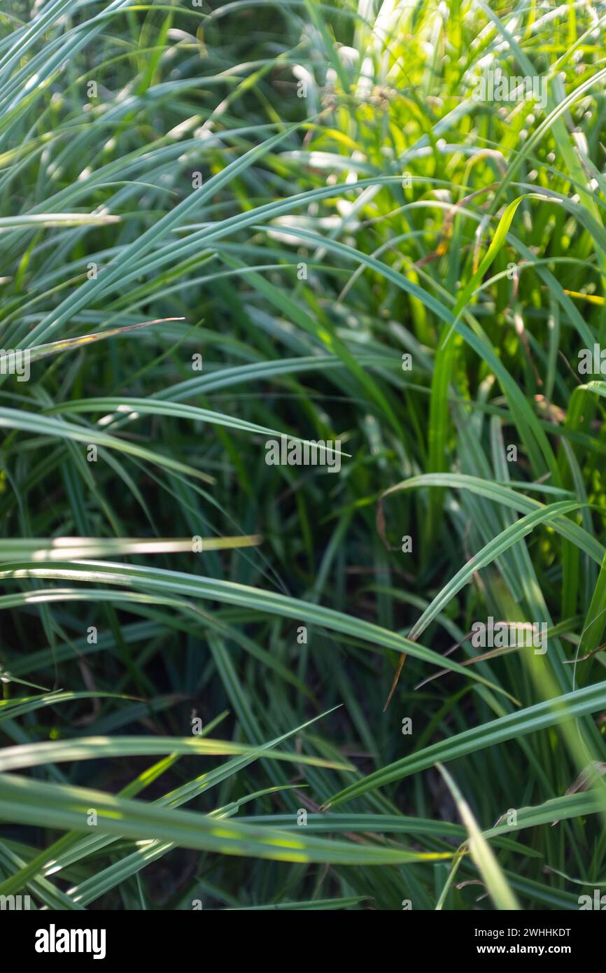 Sedge grass hi-res stock photography and images - Alamy