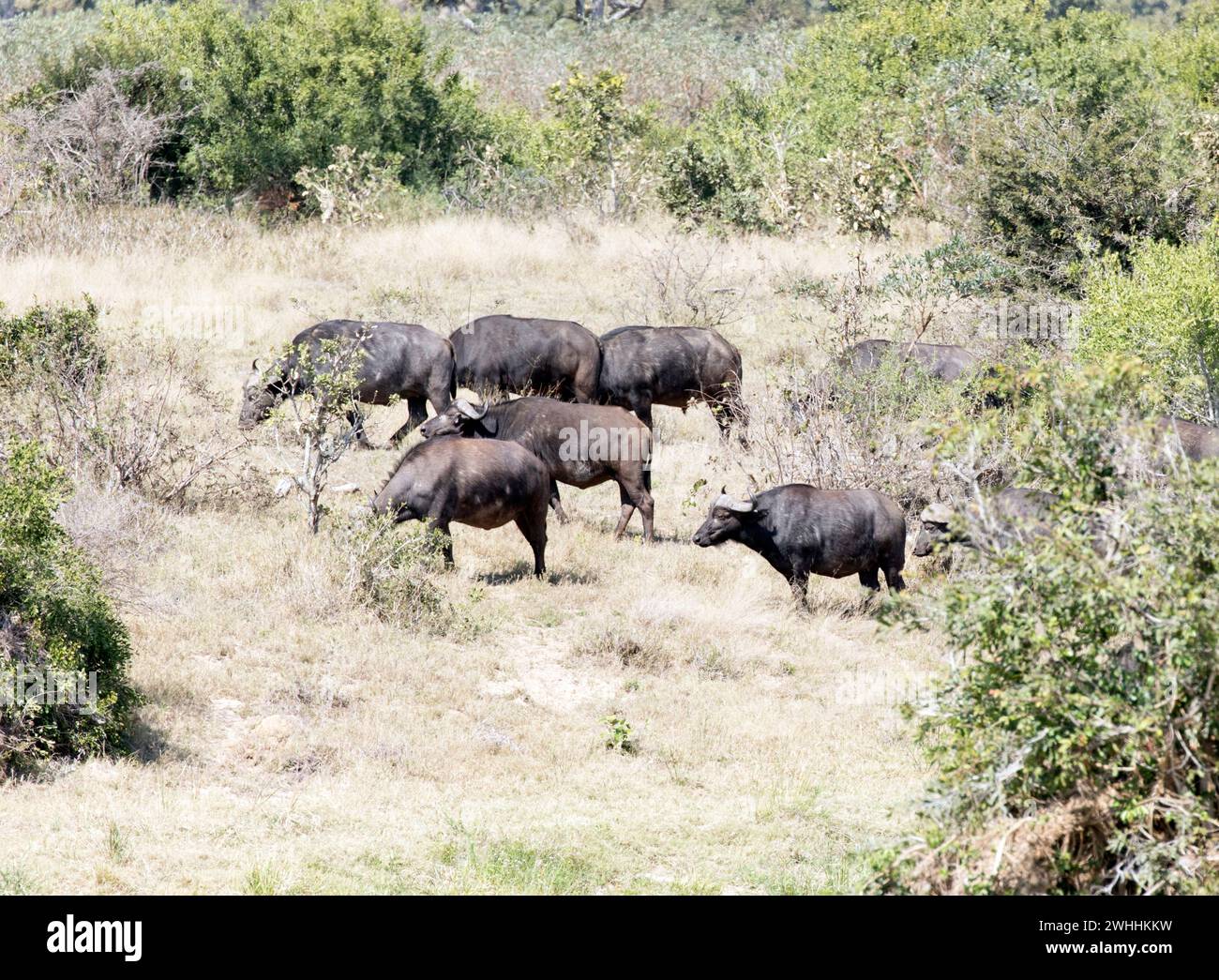 Photo of group of African buffalo in Southafrica Stock Photo - Alamy